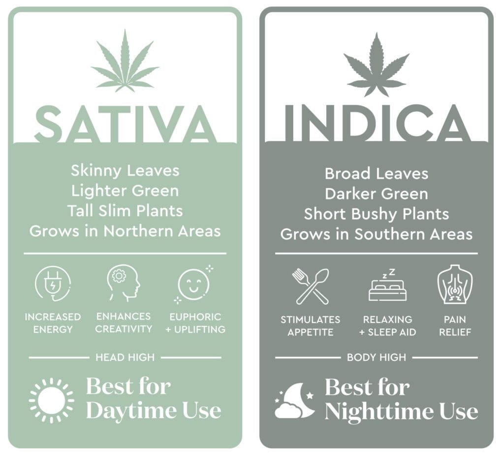 Find the Right Strain For You - Native Sun Cannabis Cannabis Dispensary ...